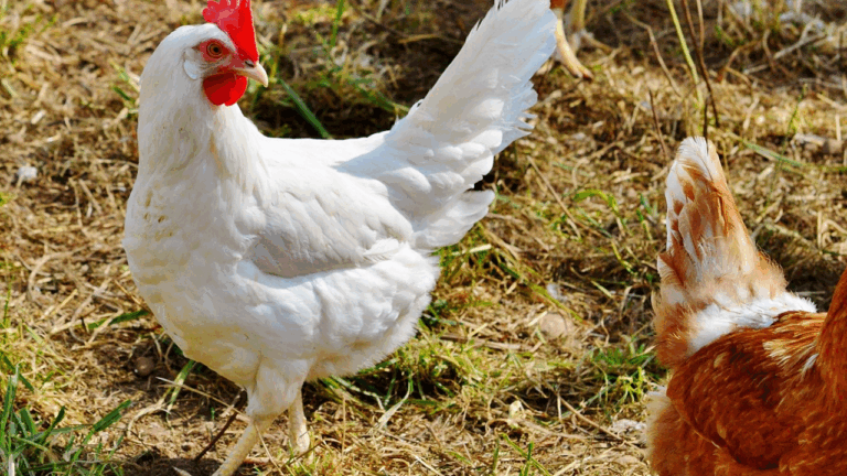 Dahline Poultry – Established in 2018